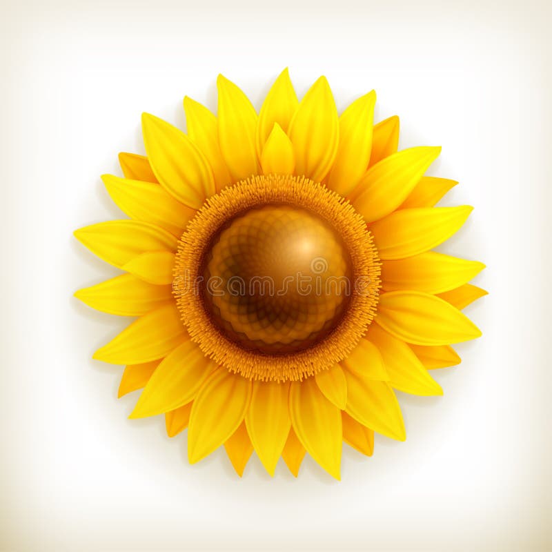 En uppsättning solrosfrön vektor illustrationer. Illustration av olikt ...