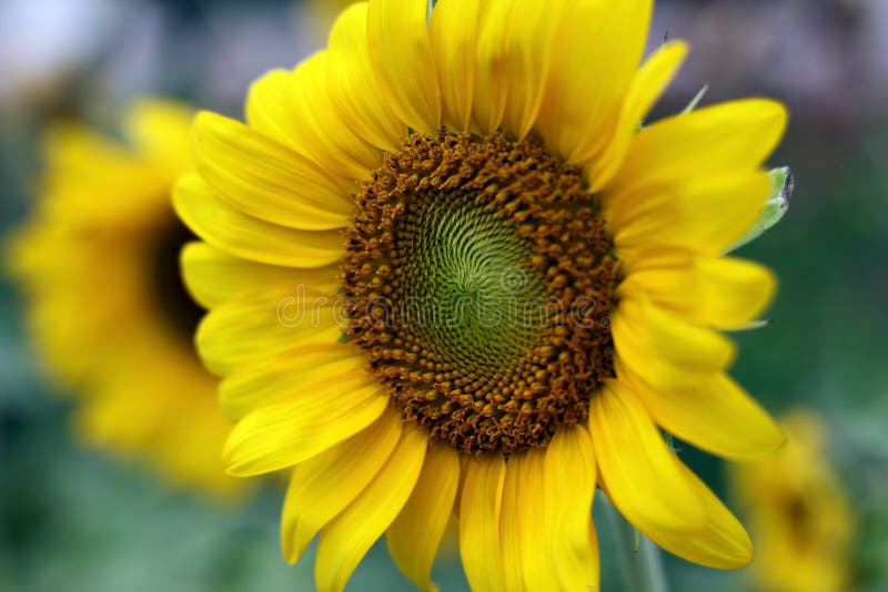 Solros arkivfoto. Bild av full, stänga, bifokal, solros - 27274522