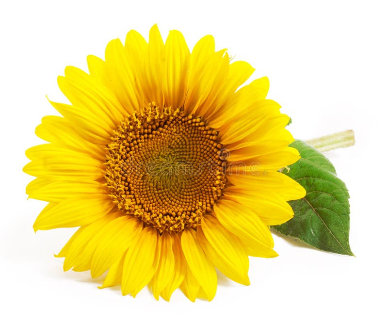 Energisparlampa I En Solros Fotografering för Bildbyråer - Bild av ...