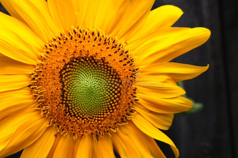 Solros fotografering för bildbyråer. Bild av soligt, stamma - 10875