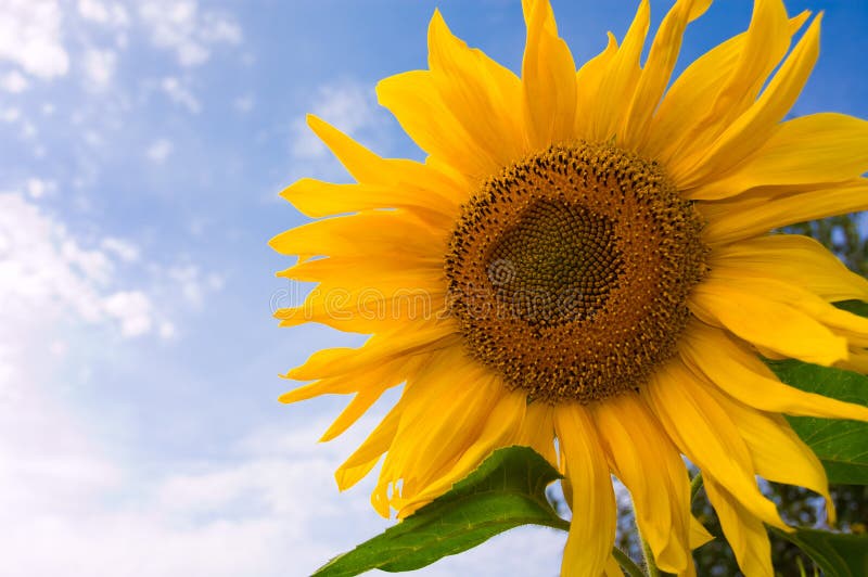 Solros arkivfoto. Bild av växt, jordbruk, brigham, honung - 3013418