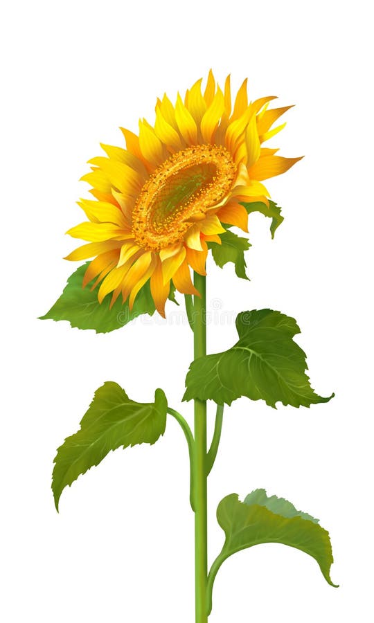 Solros vektor illustrationer. Illustration av himmel, vitamin - 2665210