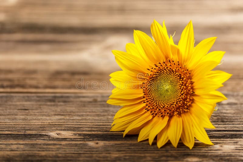 Lantlig Bakgrund Med En Solros Och Ett Vete Fotografering för ...