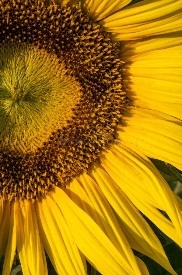 Solros fotografering för bildbyråer. Bild av löv, äng - 33227043