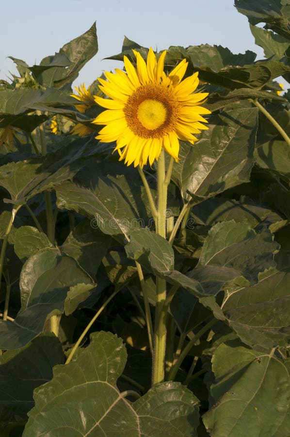Solros fotografering för bildbyråer. Bild av naturligt - 33227043