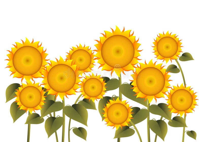 Gula Solrosor På Vit Bakgrund. Solrosor För Vårinbjudningar Och ...