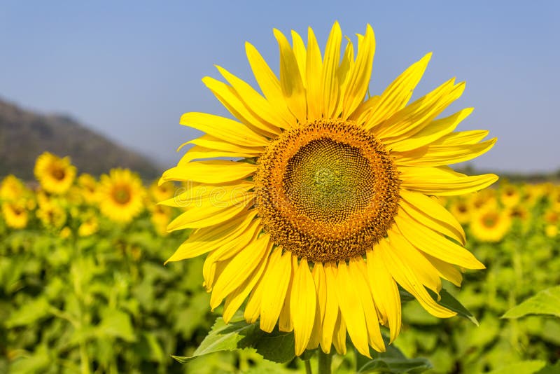 Solros arkivfoto. Bild av kronblad, koloni, rasande, stag - 41304448