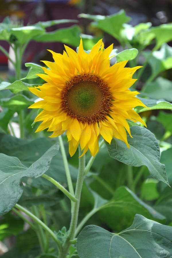 Solros fotografering för bildbyråer. Bild av dekorativt - 42912695
