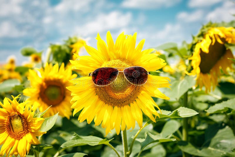 Solrosans Ansikte Med Solglasögon Arkivfoto - Bild av framsida ...