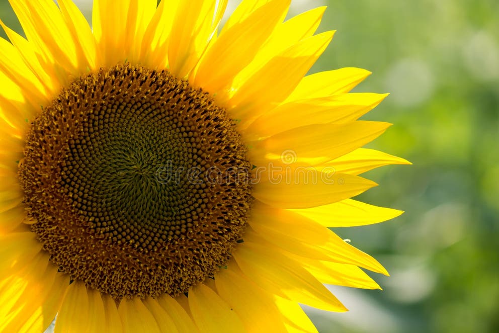 Solros fotografering för bildbyråer. Bild av sommar, matlagning - 43570411