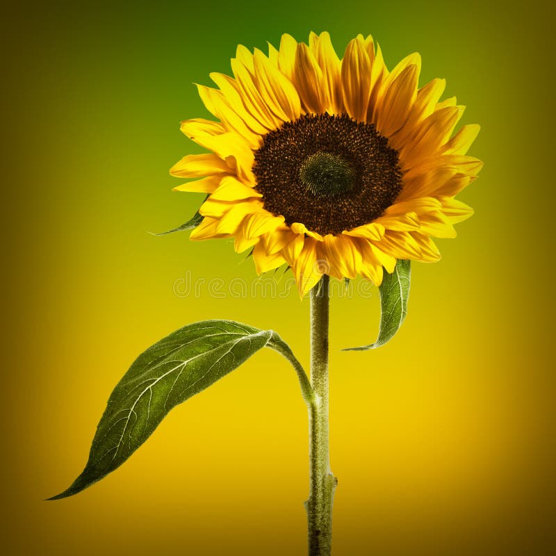 Solros arkivfoto. Bild av växt, brigham, studio, fyrkant - 44496226