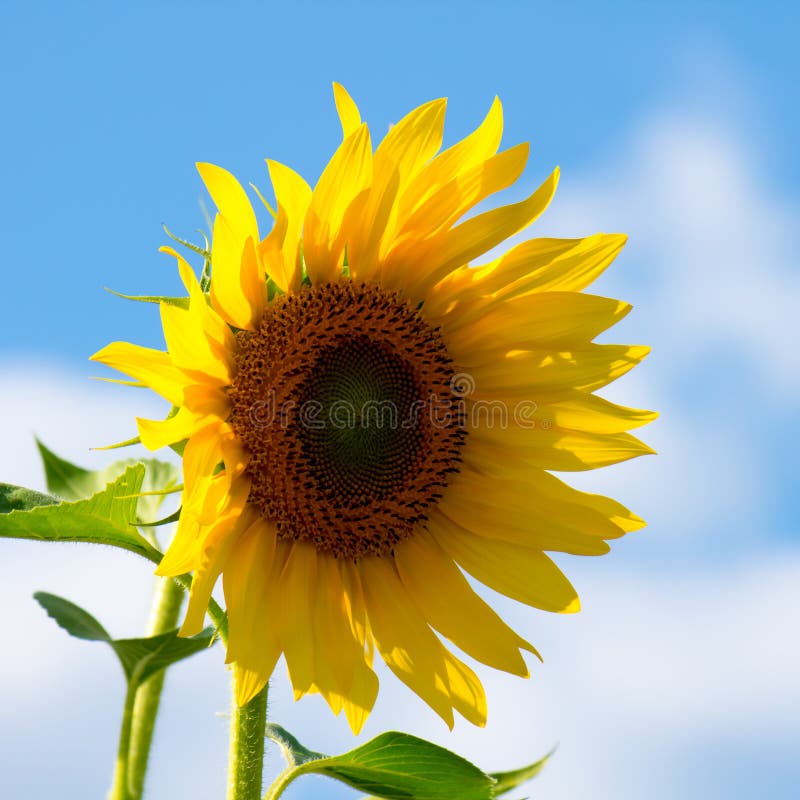 Solros fotografering för bildbyråer. Bild av sommar, matlagning - 43570411