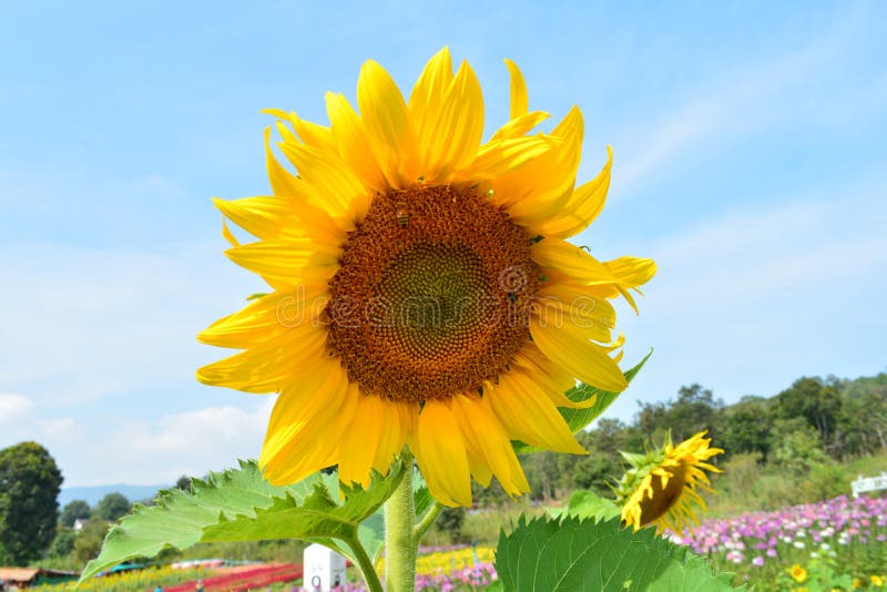 Solros arkivfoto. Bild av liggande, parkera, aromatics - 47492172