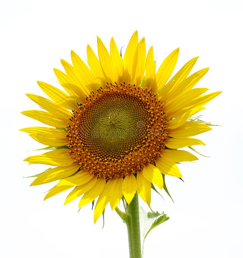 Solros arkivfoto. Bild av ekologi, miljö, säsonger, fält - 5016950