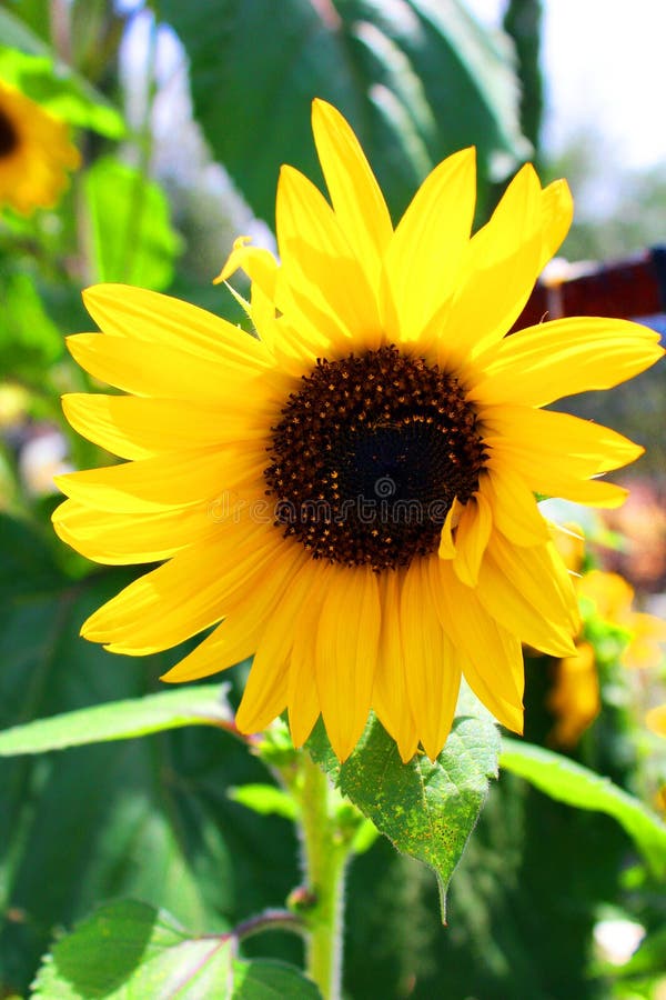 Solros fotografering för bildbyråer. Bild av regioner - 55087801