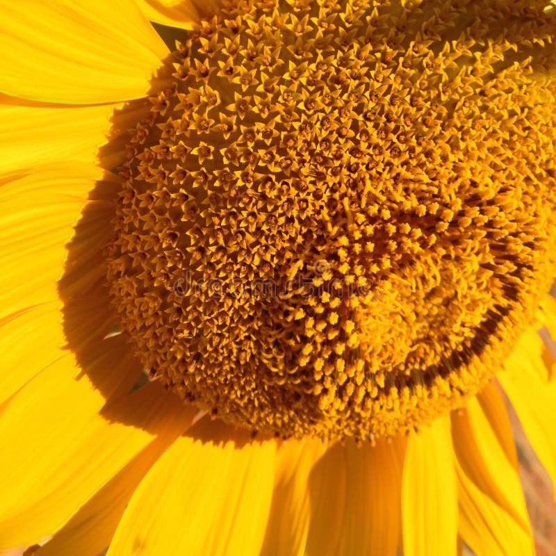 Solros Stock Foton , bilder och fotografi - Ladda ner 201,162 foton