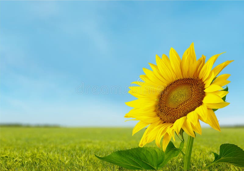 Solros arkivfoto. Bild av bakgrunder, enkelt, skönhet - 63870530