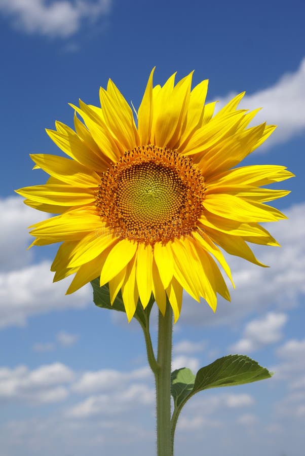 Solros arkivfoto. Bild av solros, blomma, oklarheter, himmel - 5869152