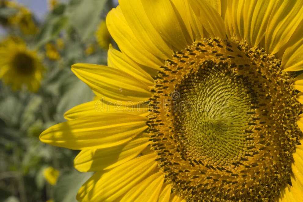 Solros fotografering för bildbyråer. Bild av fält, kronblad - 5873685