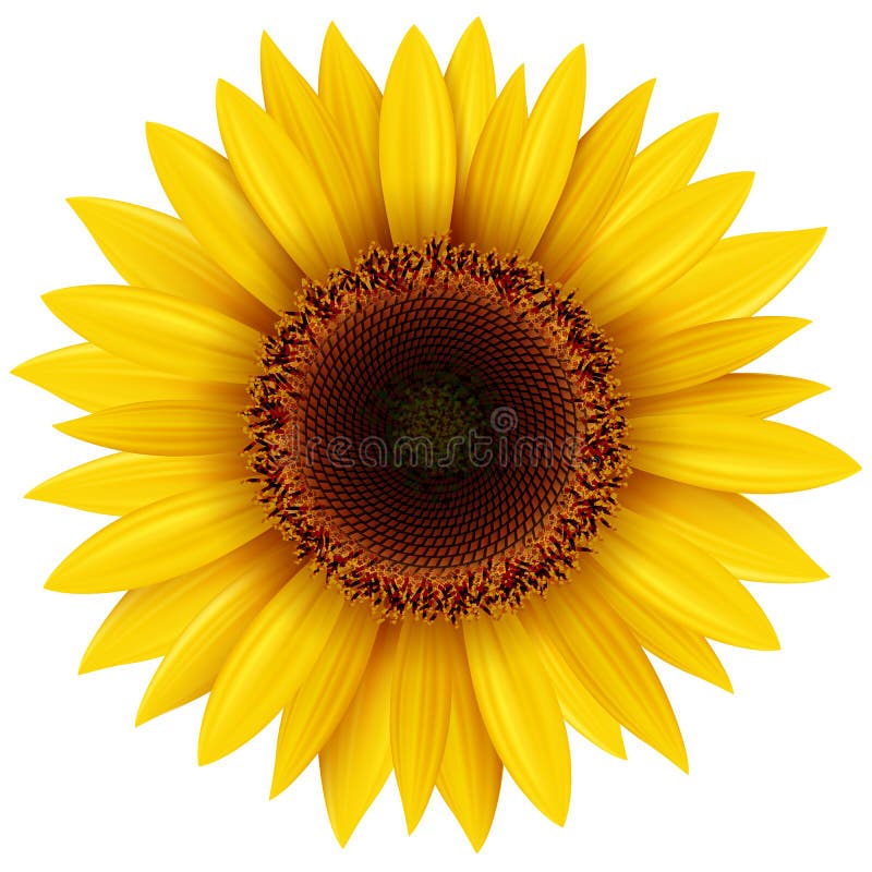 Solros Stock Illustrationer, Vektorer, & Clipart – (55,933 Stock ...