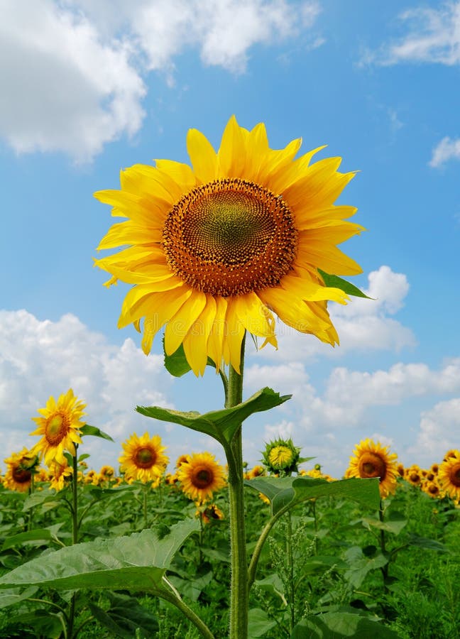 Solros arkivfoto. Bild av skönhet, växt, hoppas, huvud - 6117948