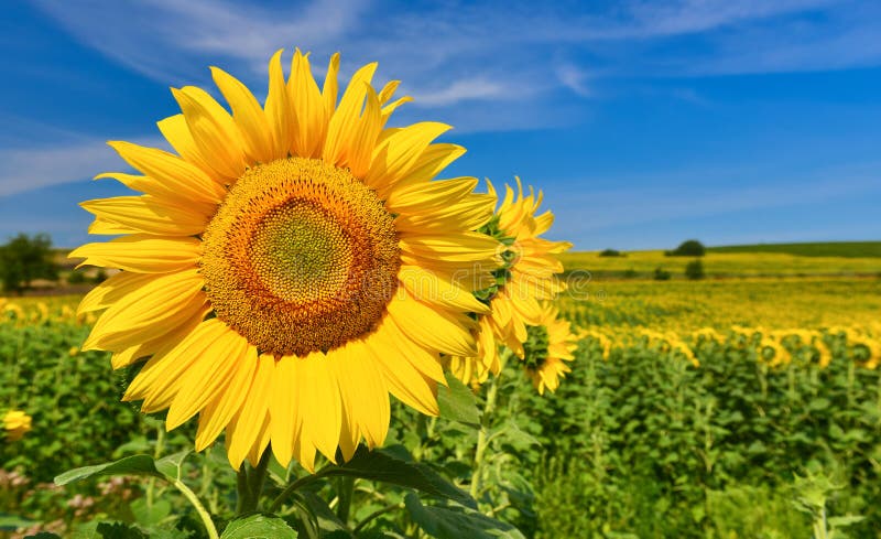 Solros fotografering för bildbyråer. Bild av lantligt - 62553205