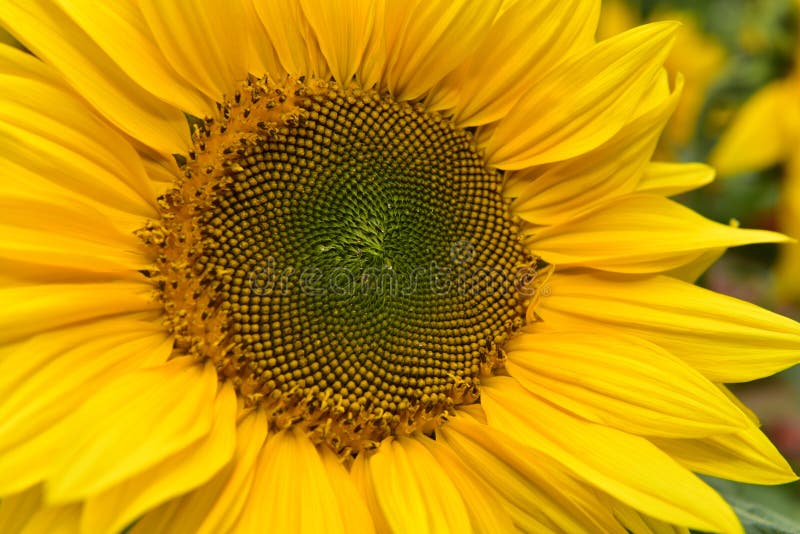 Solros Stock Foton , bilder och fotografi - Ladda ner 201,162 foton