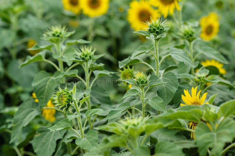 Solros fotografering för bildbyråer. Bild av skönhet - 74518391