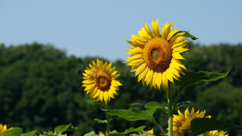 Solros arkivfoto. Bild av jordbruk, kronblad, växter - 75373790