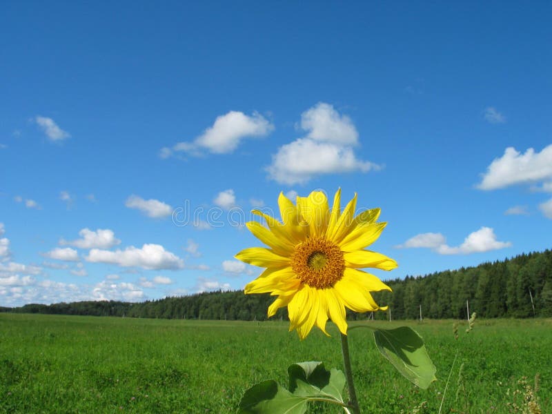 Solros fotografering för bildbyråer. Bild av sommar, oklarhet - 838539
