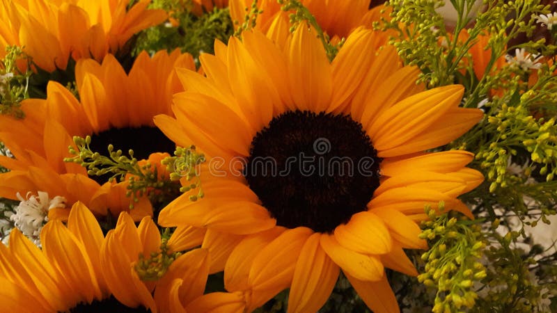 Solros fotografering för bildbyråer. Bild av vitt, solros - 93968315