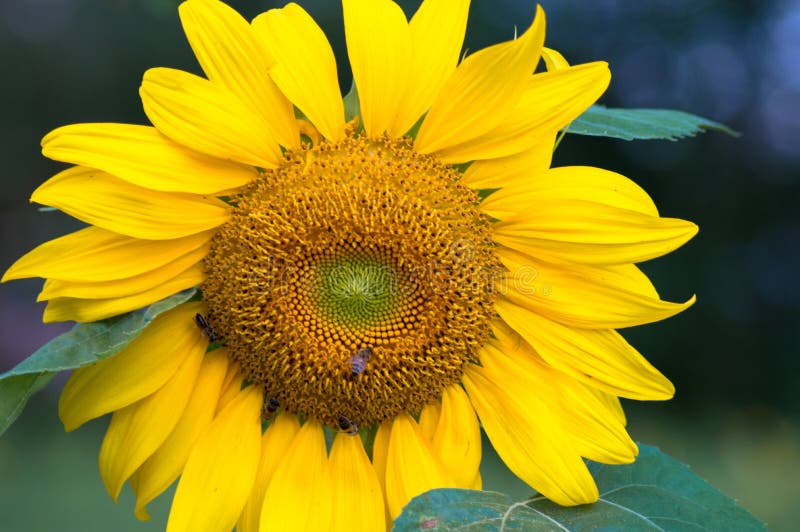 Solros fotografering för bildbyråer. Bild av sikt, petaler - 94349327