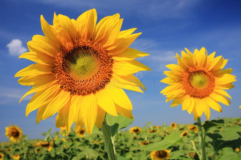 Solros fotografering för bildbyråer. Bild av kron - 90207667