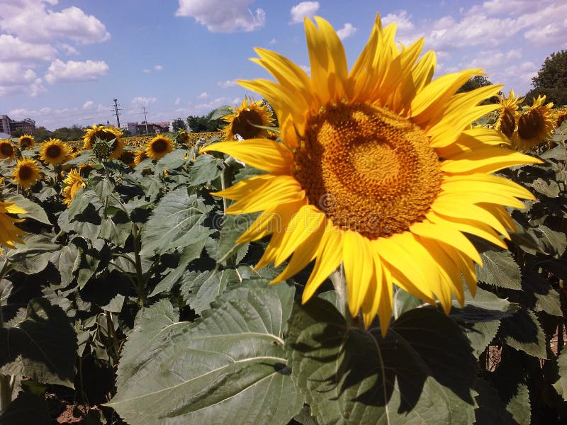 Solros arkivfoto. Bild av sommar, bygd, himmel, land - 95493098