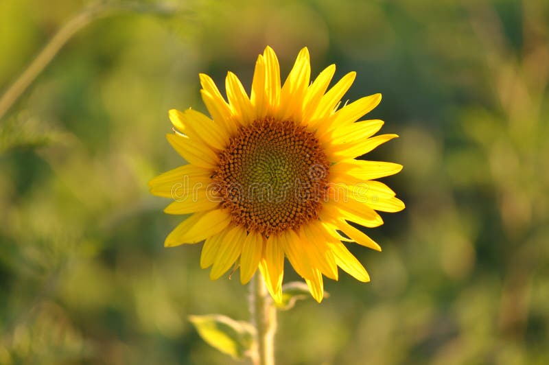 Solros arkivfoto. Bild av sommar, färg, floror, detaljer - 122939144