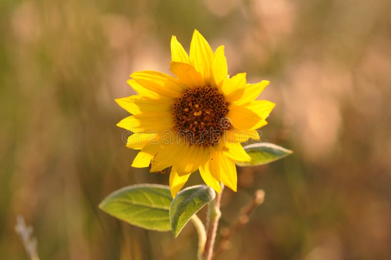 Solros arkivfoto. Bild av - 122939144