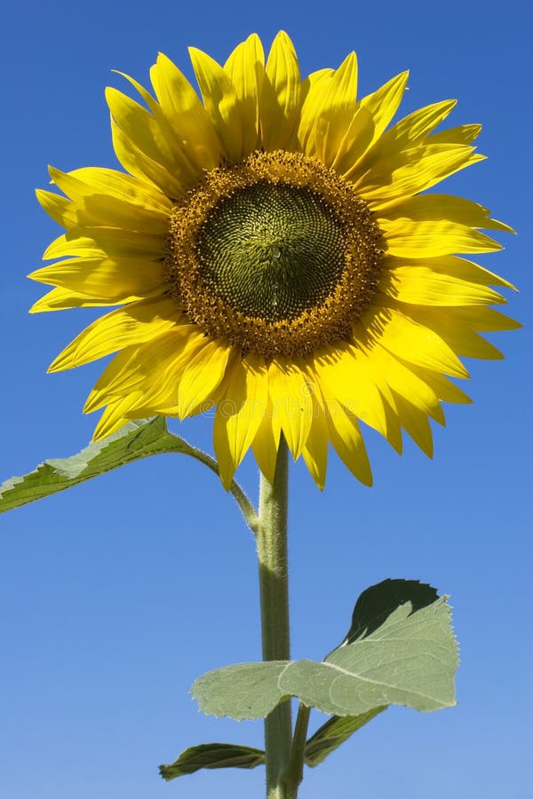 Solros Med Biet Och Blå Himmel Arkivfoto - Bild av pollinering, blomma ...
