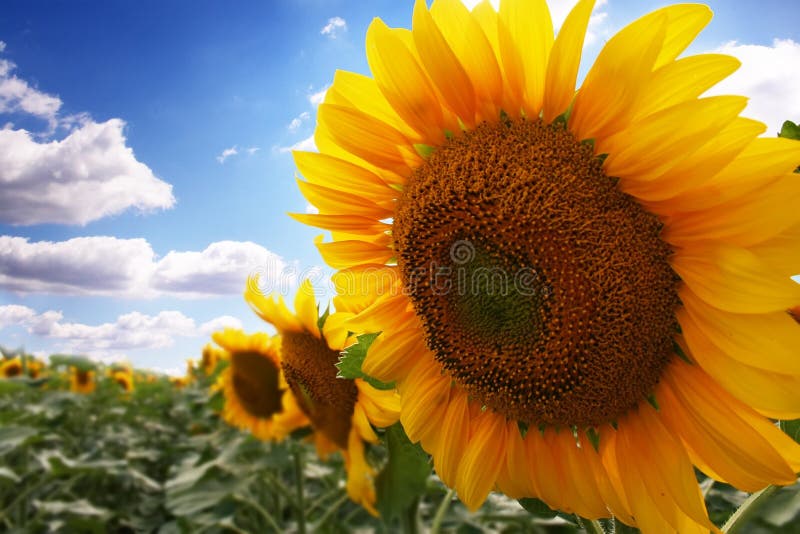 Solros Med Biet Och Blå Himmel Arkivfoto - Bild av pollinering, blomma ...
