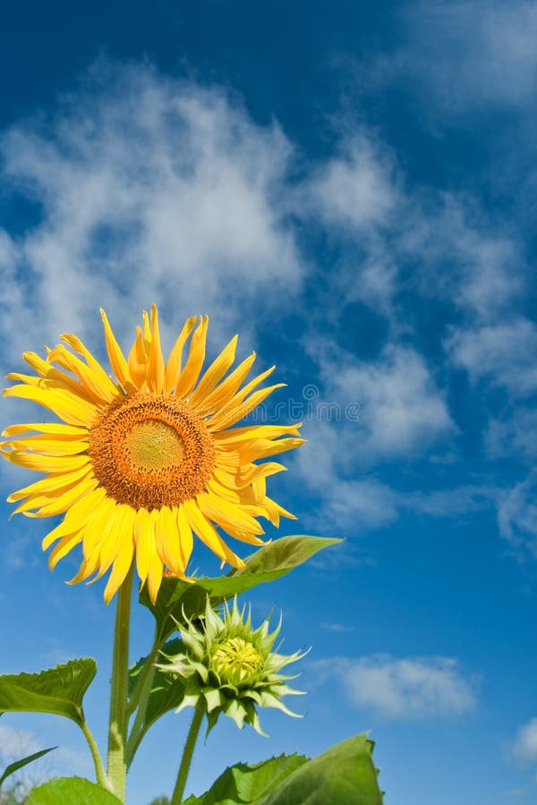 Solros Med Biet Och Blå Himmel Arkivfoto - Bild av pollinering, blomma ...