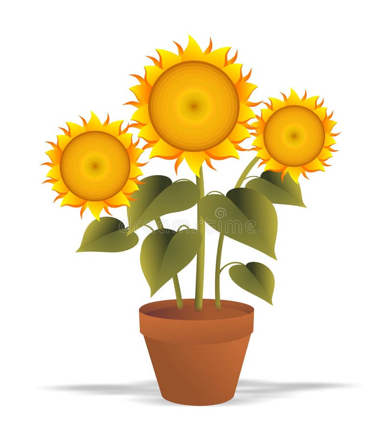 Solros i en kruka vektor illustrationer. Illustration av blommar - 39529742