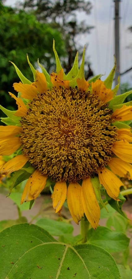 Solros i helrum arkivfoto. Bild av full, bakgrund, petaler - 172935238