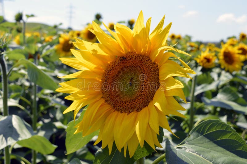 Solros med bin arkivfoto. Bild av blommor, jobb, moget - 36194996