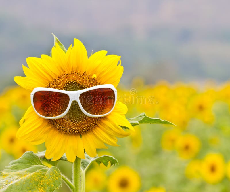 Solrosans Ansikte Med Solglasögon Arkivfoto - Bild av framsida ...
