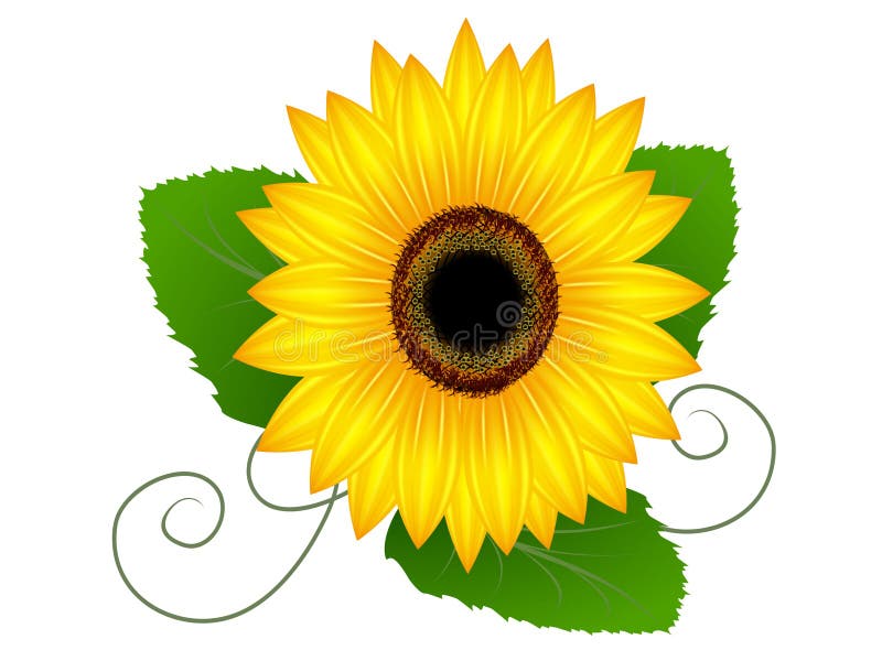 Tät Solros För Bakgrund Upp Vektor Illustrationer - Illustration av ...