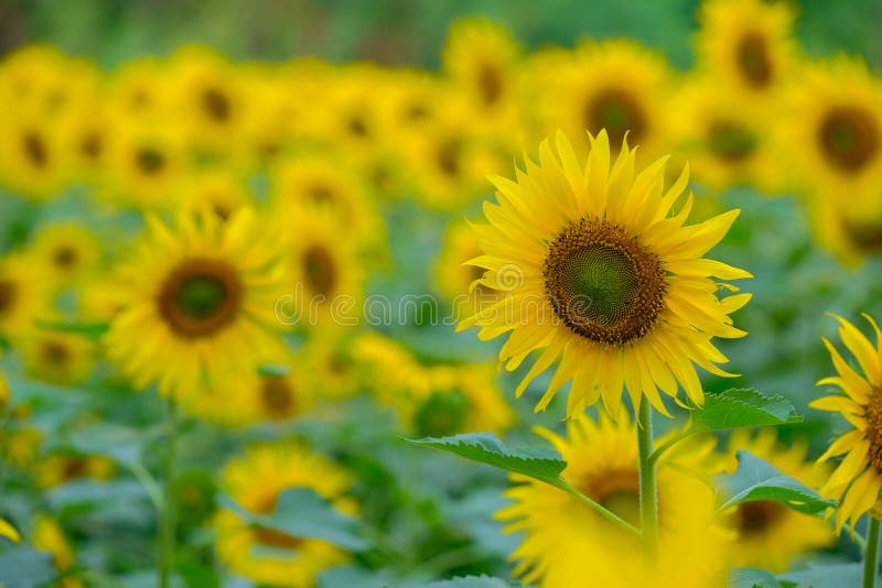 Solrosor arkivfoto. Bild av löv, bild, grupp, horisontal - 55664280