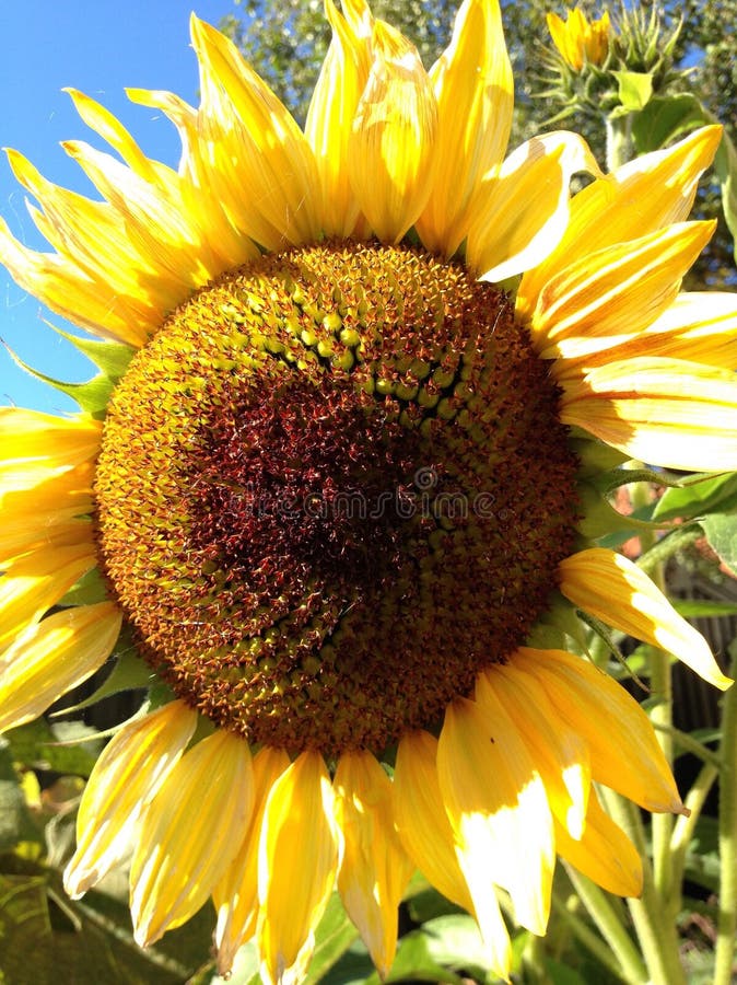 Solros Sunflower Stock Photos - Free & Royalty-Free Stock Photos from ...