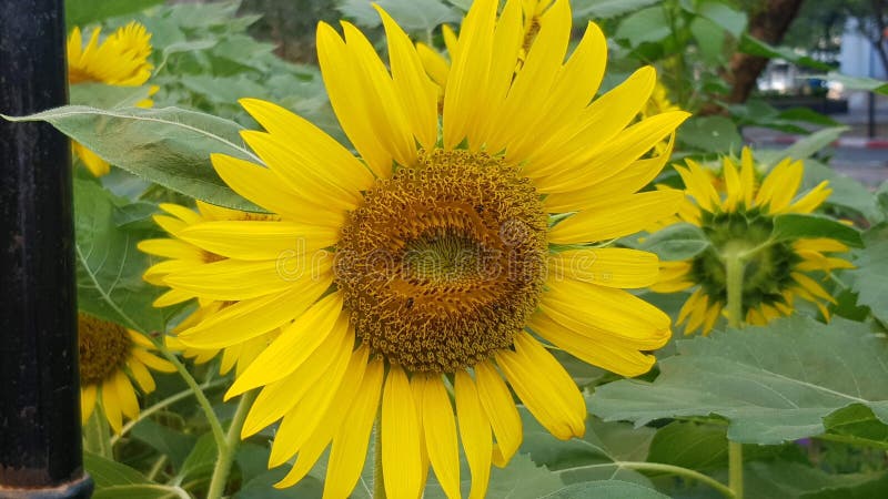 Solros arkivfoto. Bild av solros, natur, naturligt, växt - 142495380