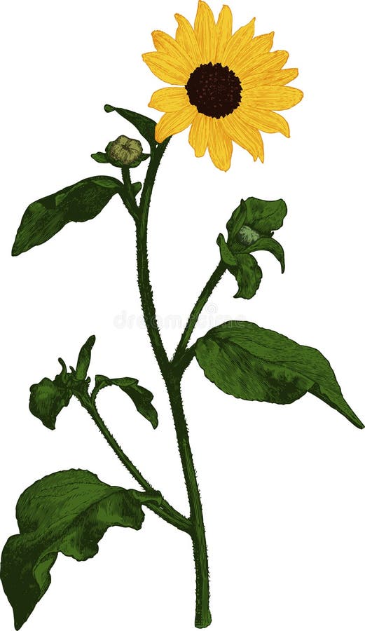 Gul Solros. Vektor vektor illustrationer. Illustration av blomma - 28770261