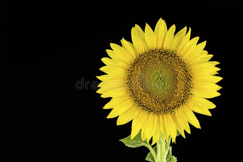 Svartvit solros fotografering för bildbyråer. Bild av blommor - 70446583