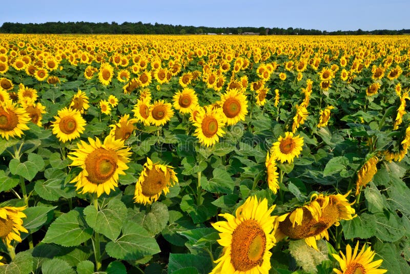 Solskeffor fotografering för bildbyråer. Bild av liggande - 10008733